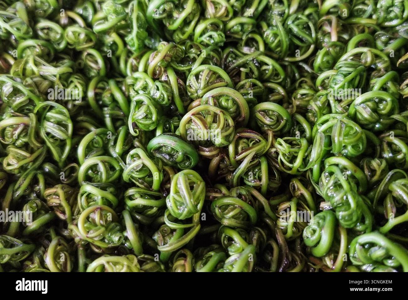 Close-up of paku midin or bidin fern, a traditional and popular ...