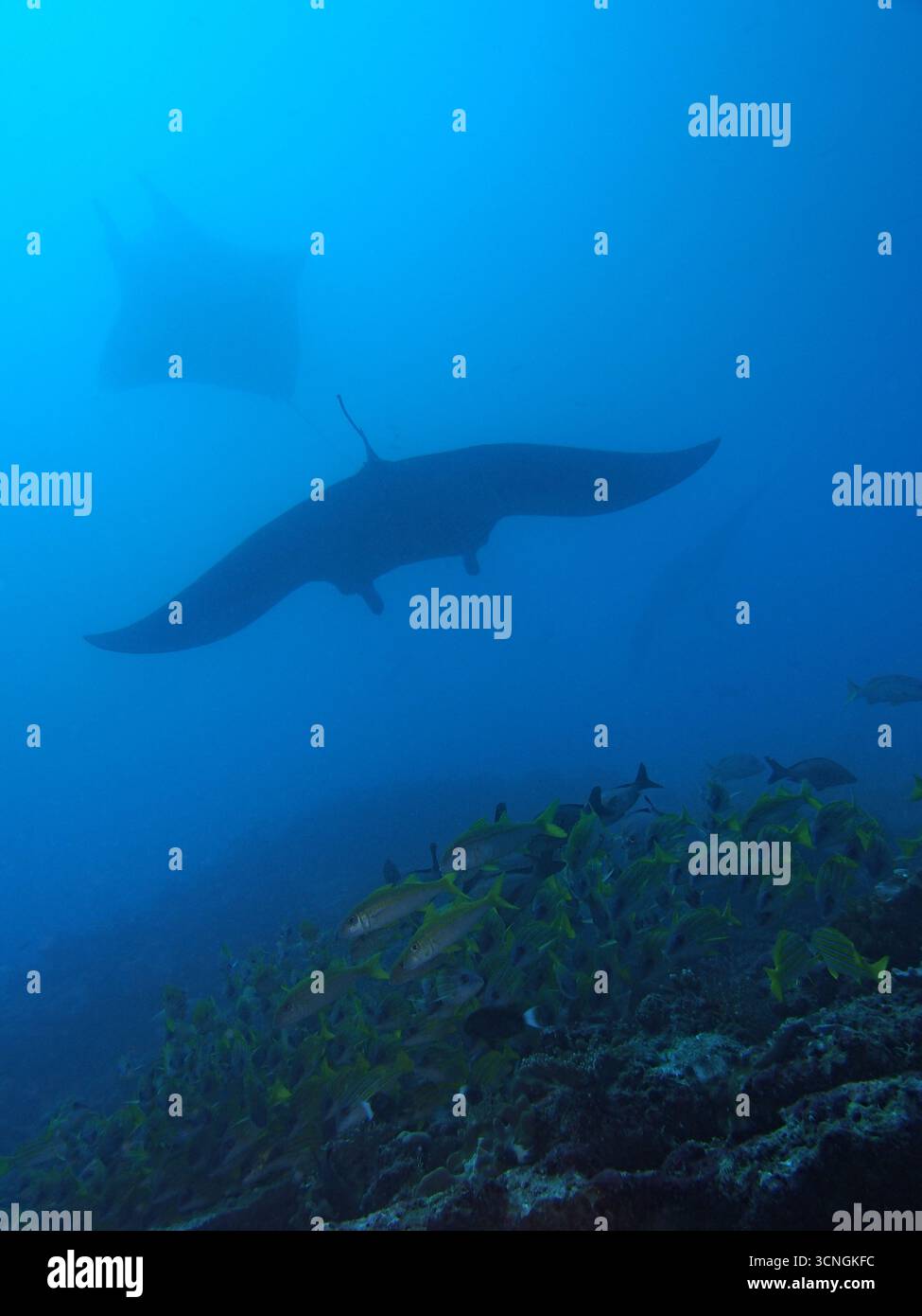 Manta ray in water hi-res stock photography and images - Alamy