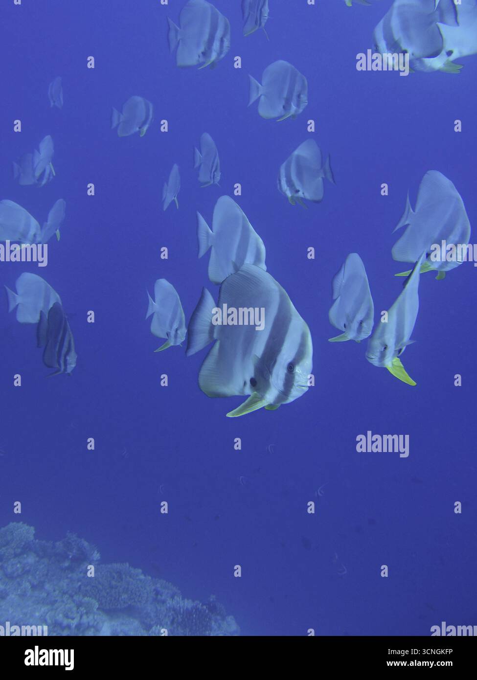 Batfish formation hi-res stock photography and images - Alamy
