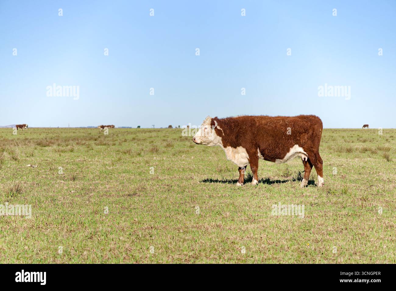 Polled hereford cow side view on grassy field. Copy space Stock Photo ...