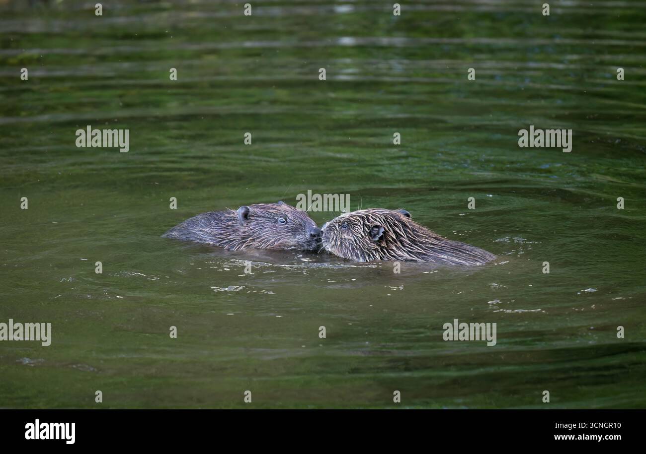 Young beaver in river hi-res stock photography and images - Alamy