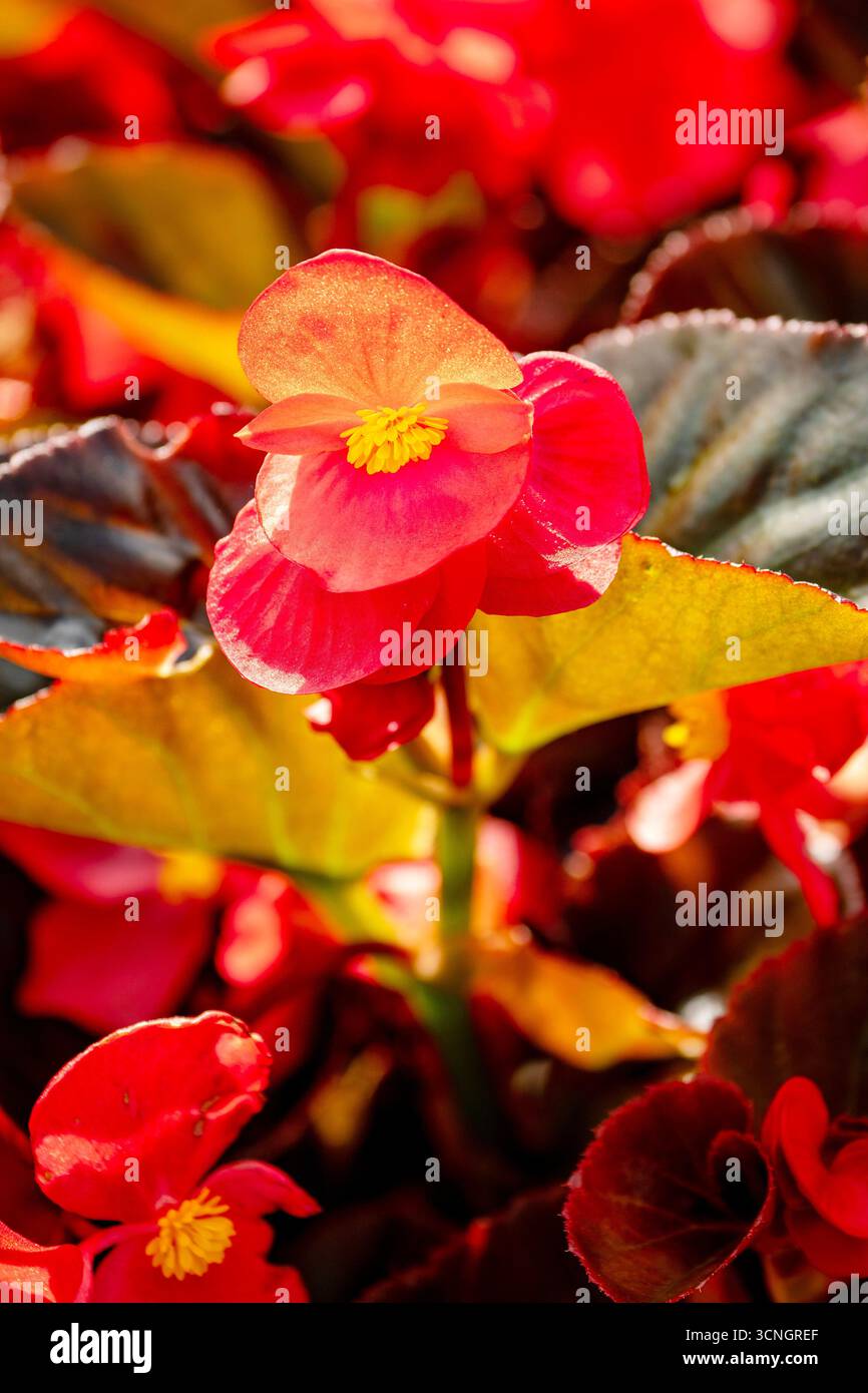 Series patterns abstraction in quick hi-res stock photography and ...