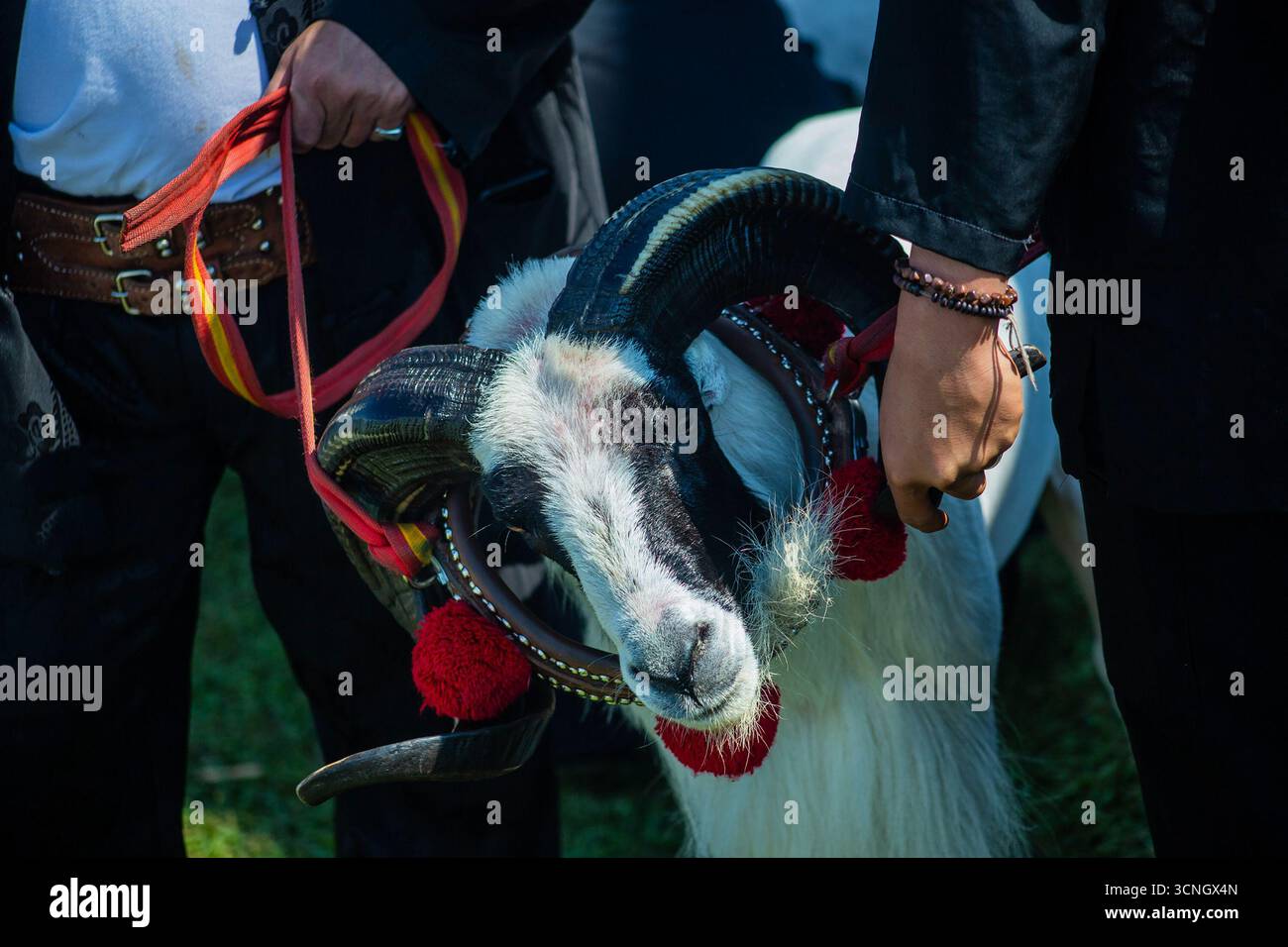 Participant prepare a ram prior to a traditional ram fighting, which is ...