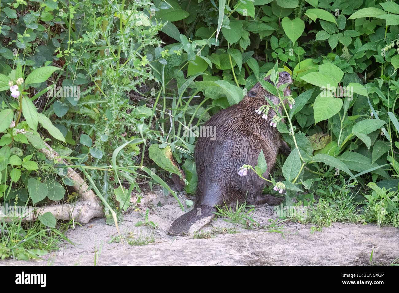 Uk beaver close up hi-res stock photography and images - Alamy