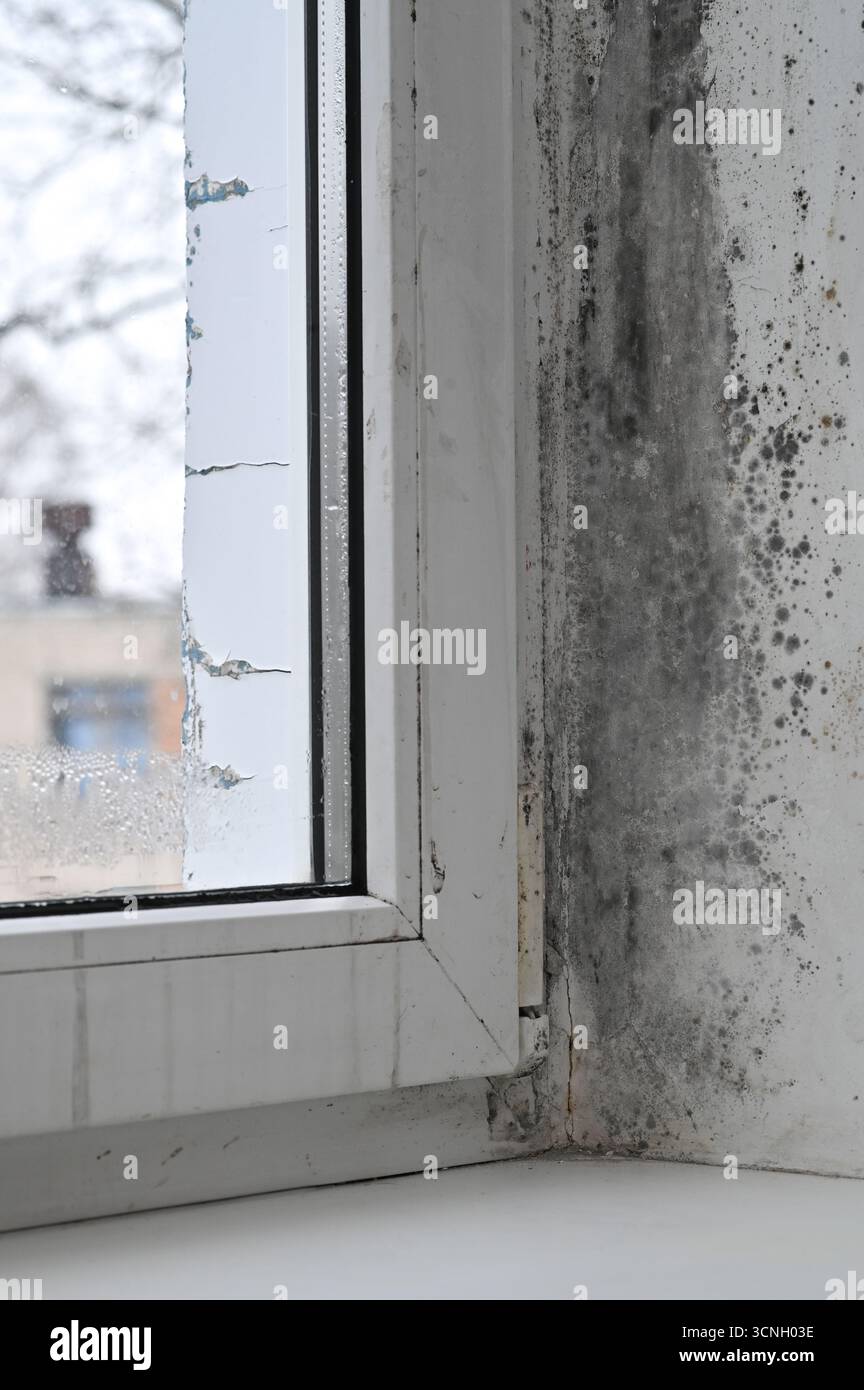 Mold on window in apartment. Dark mold patches spread across damp wall ...