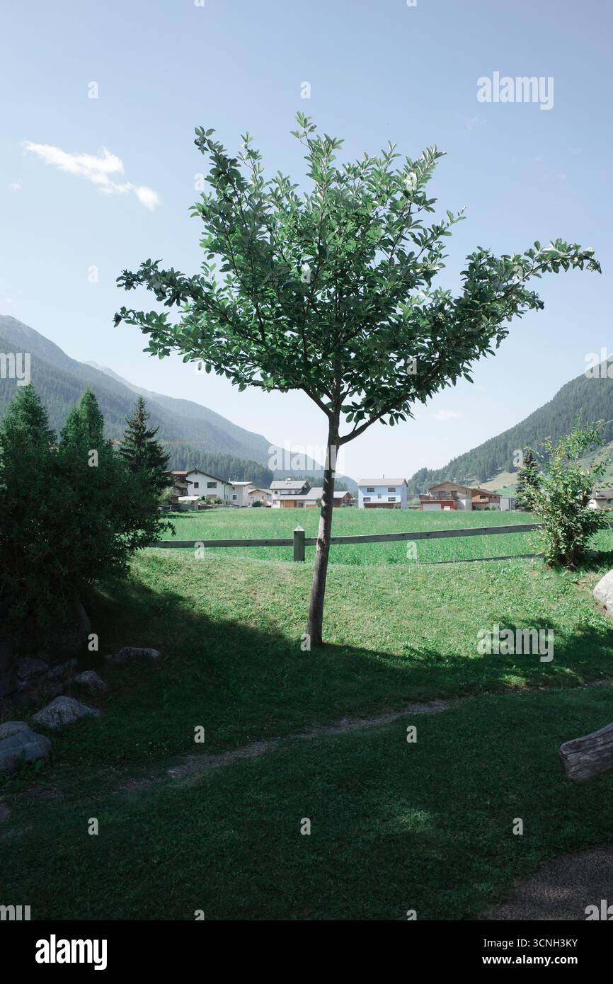 A lone deciduous tree with a slender trunk and lush green leaves stands ...