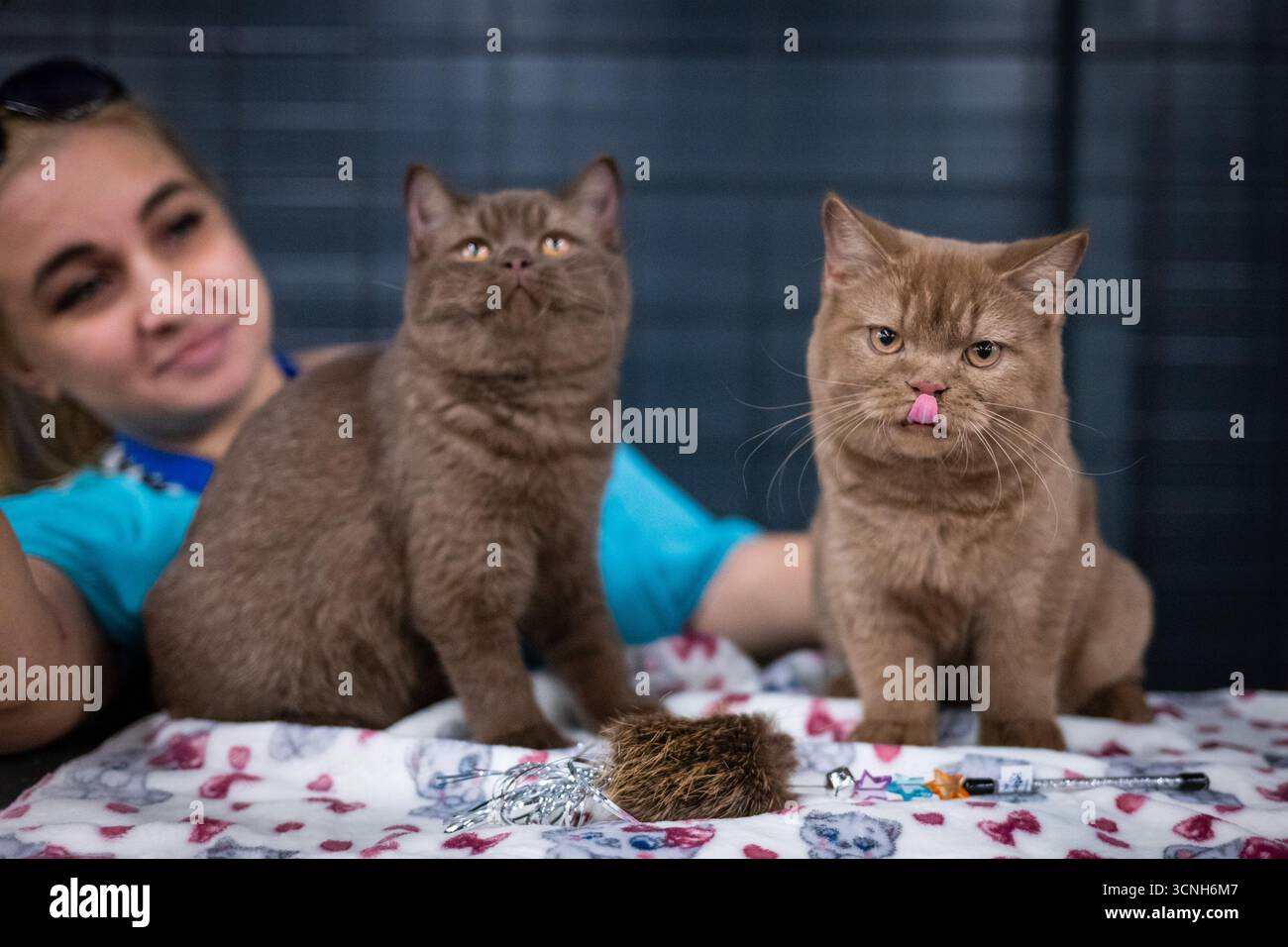 International Cat Show 2025 - WCF Jubilee attracts numerous visitors on ...