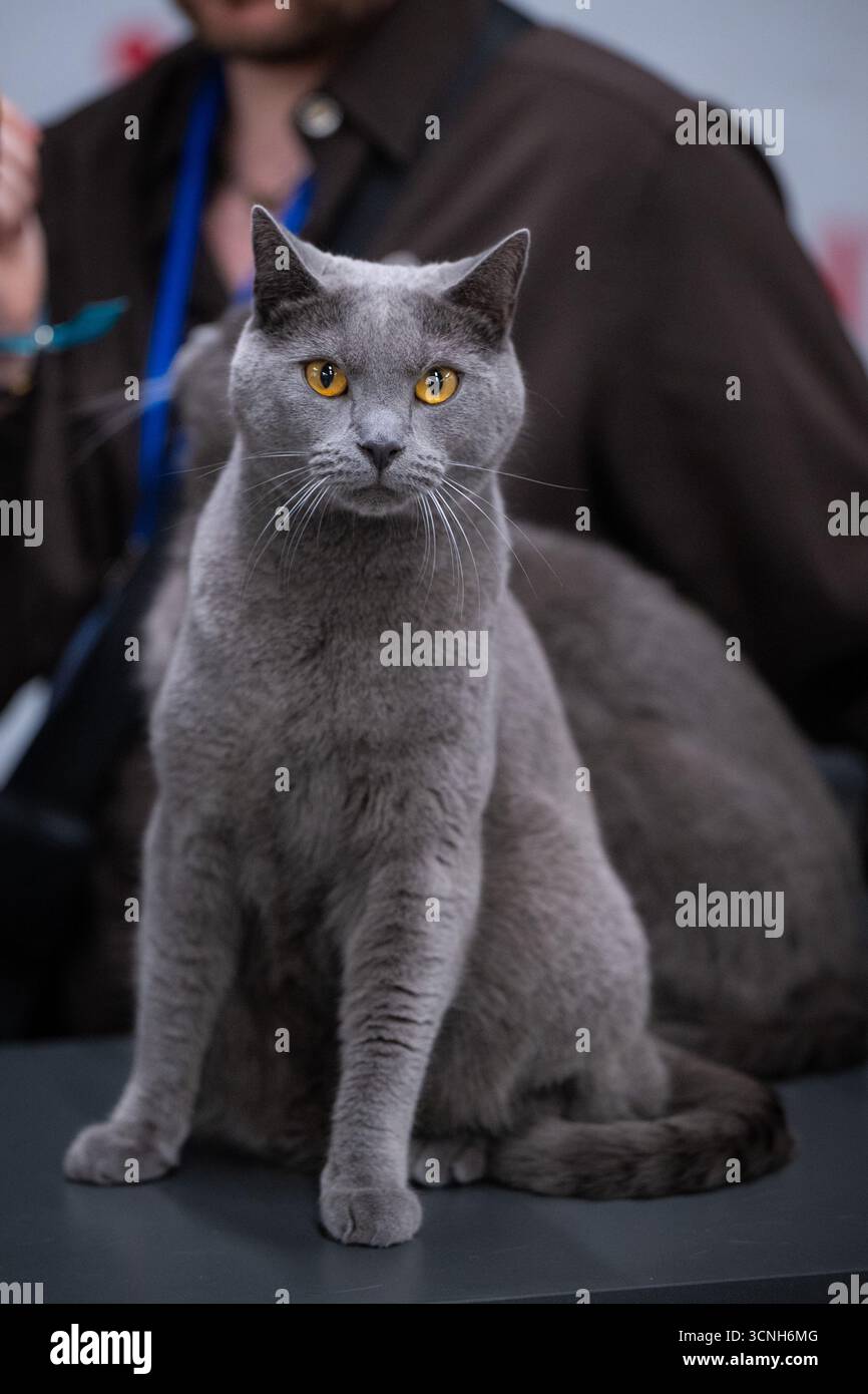 International Cat Show 2025 - WCF Jubilee attracts numerous visitors on ...