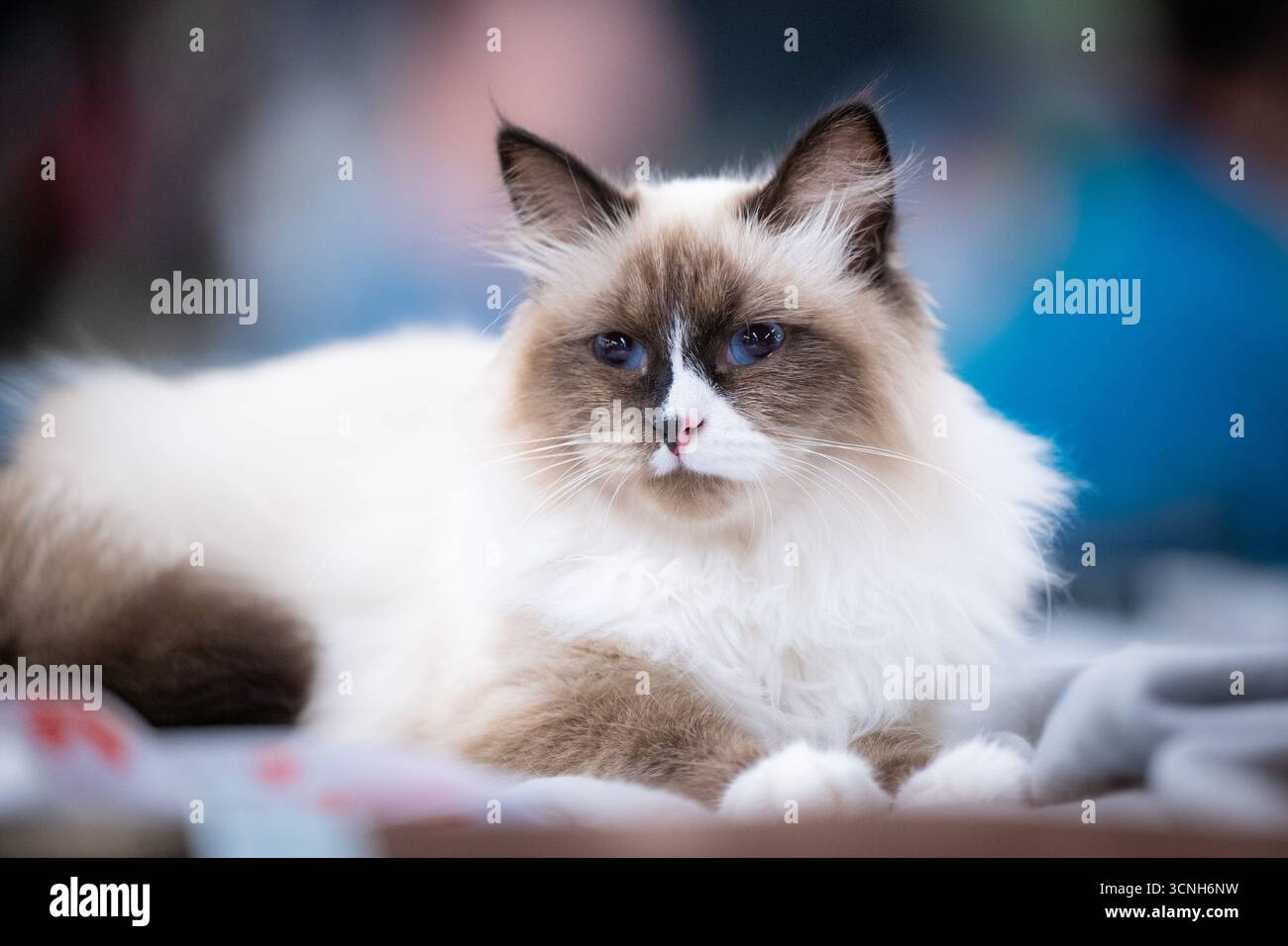 International Cat Show 2025 - WCF Jubilee attracts numerous visitors on ...
