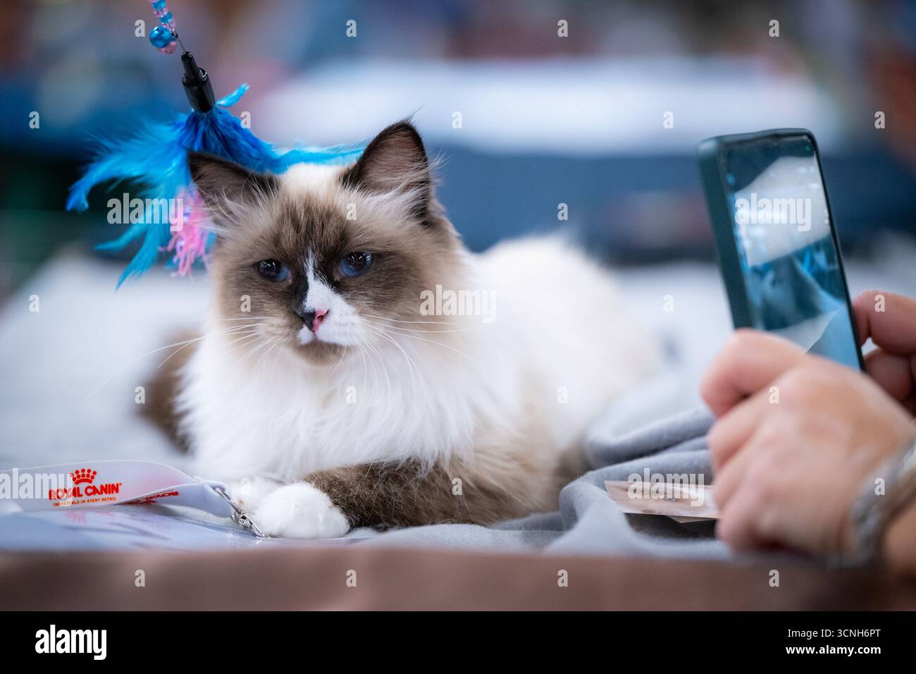 International Cat Show 2025 - WCF Jubilee attracts numerous visitors on ...