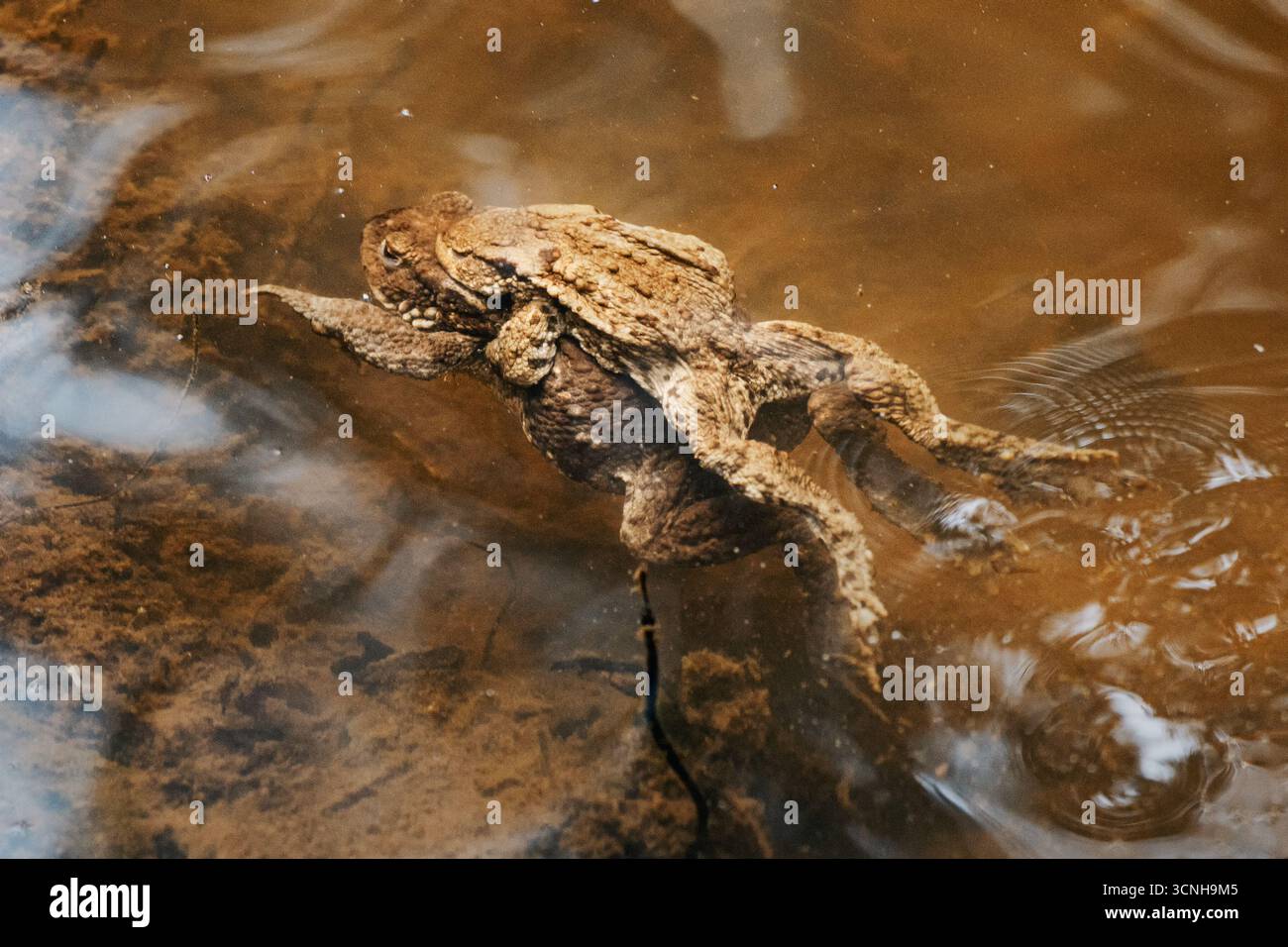 Toads mating in water hi-res stock photography and images - Alamy