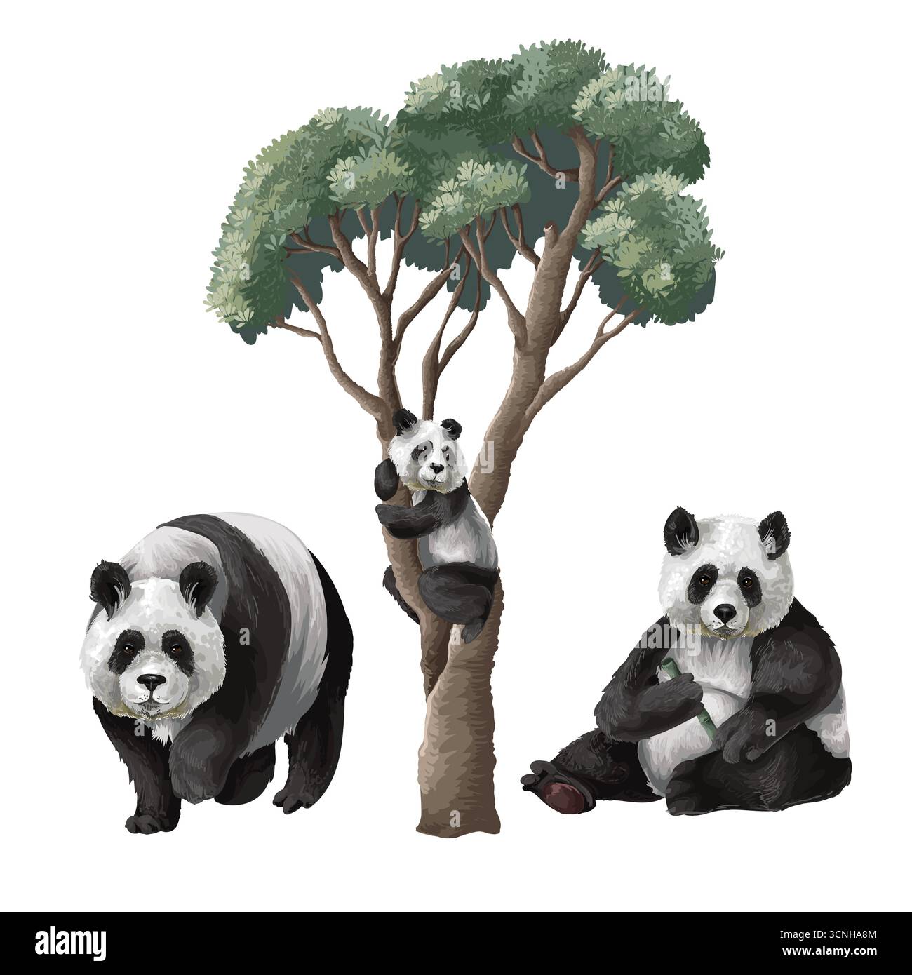 Detailed Isolated Panda Trio Surrounded by Tropical Jungle Foliage ...