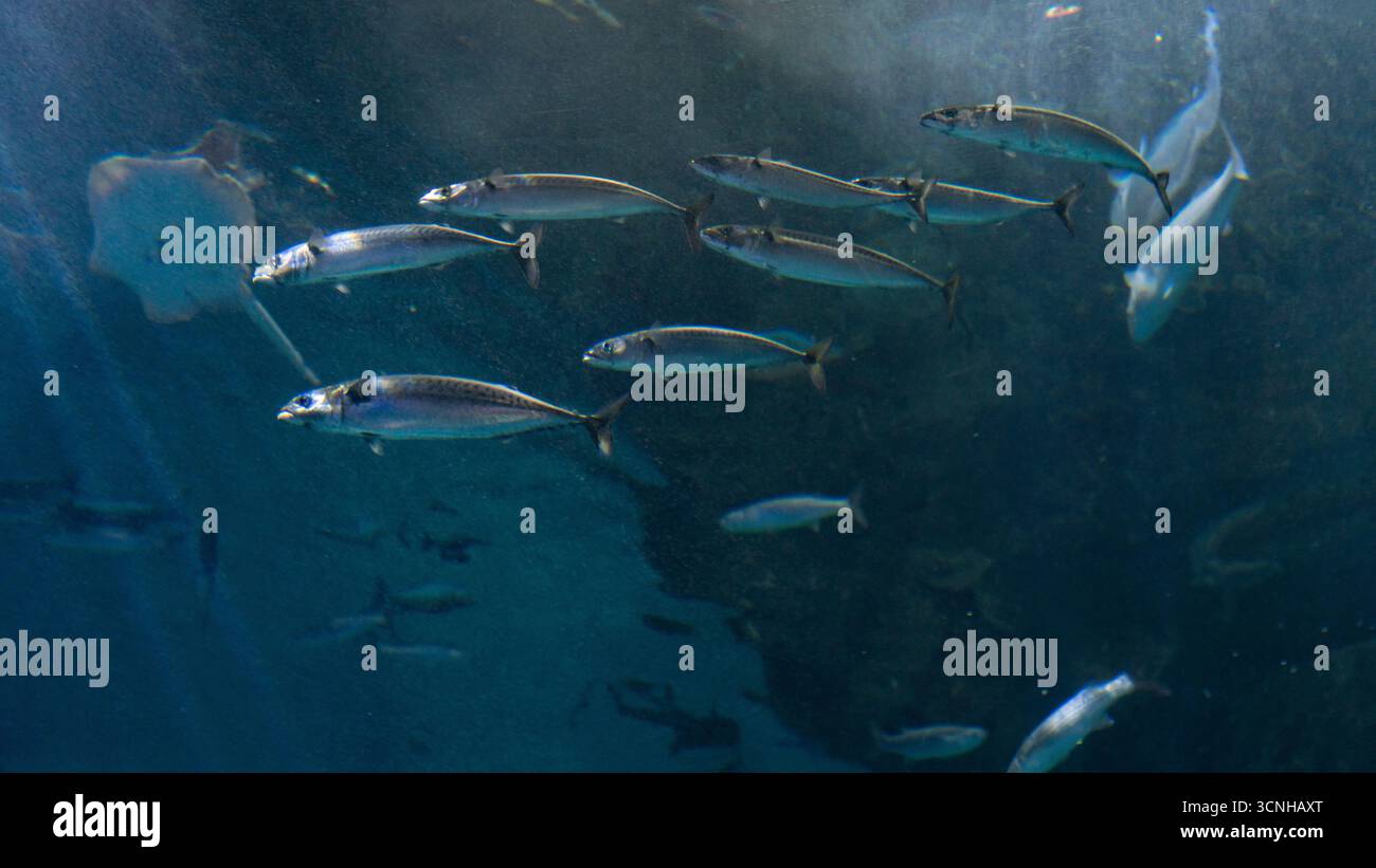 Atlantic mackerel in a shoal in a aquarium in plymouth Stock Photo - Alamy