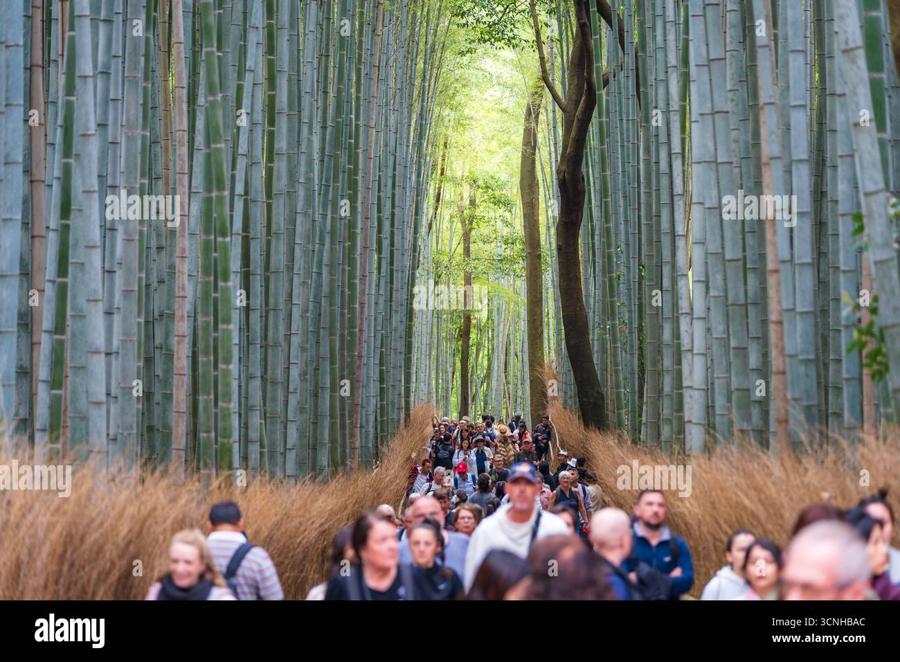 2025 the grove hi-res stock photography and images - Alamy