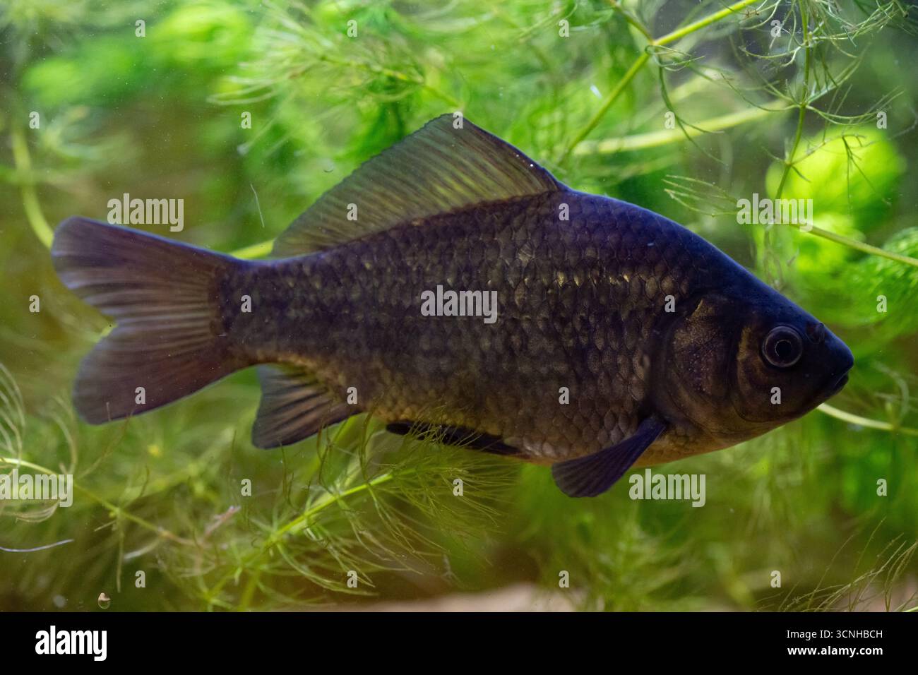 Goldfish hybrid hi-res stock photography and images - Alamy