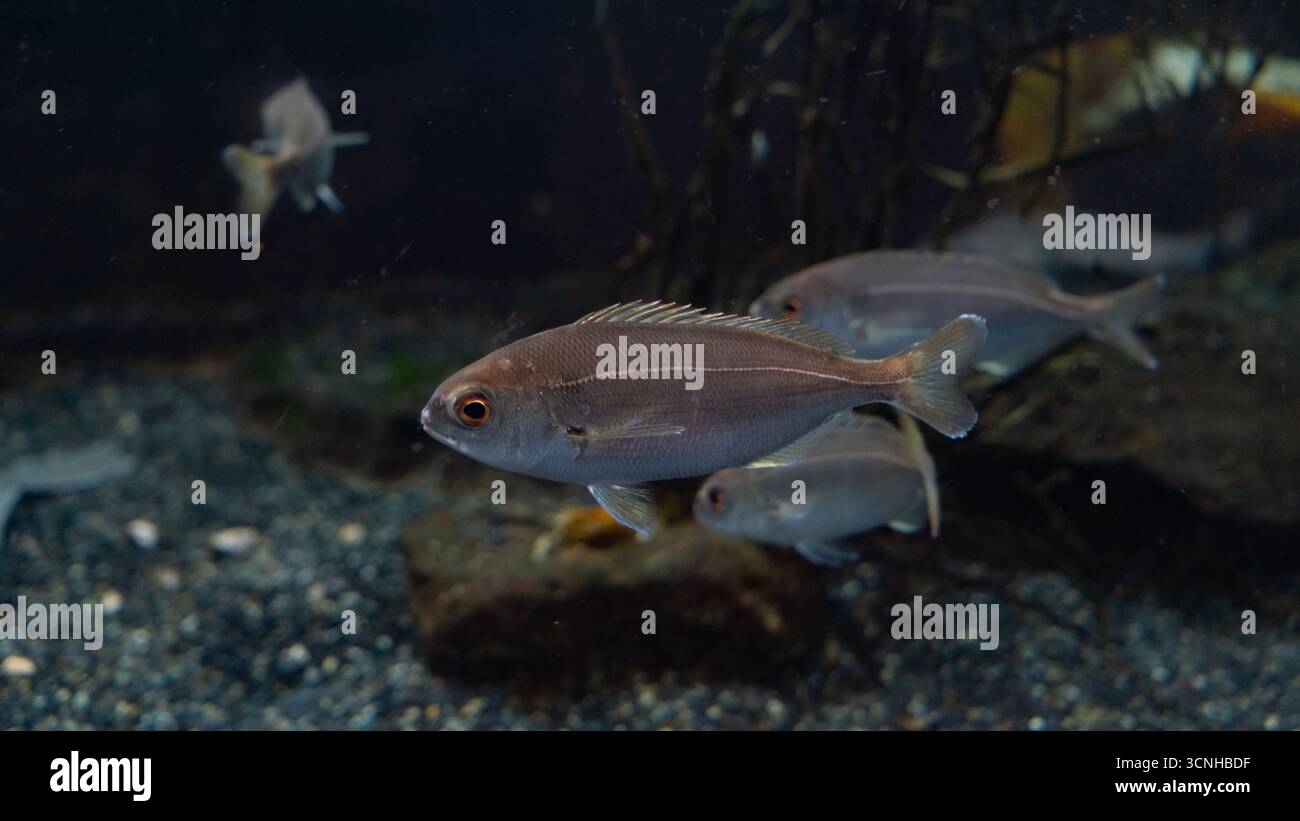 Red bream hi-res stock photography and images - Alamy