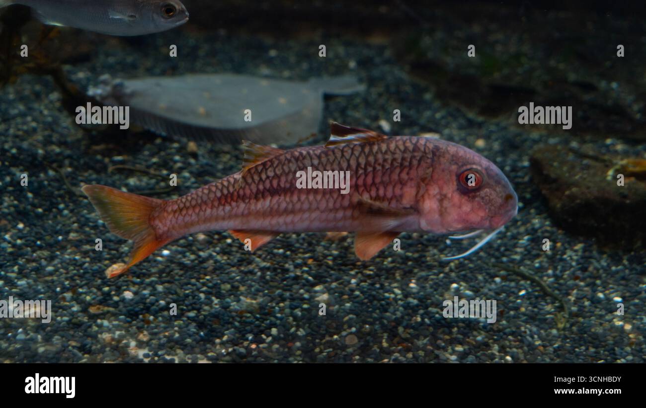 large adult red mullet swimming around Stock Photo - Alamy