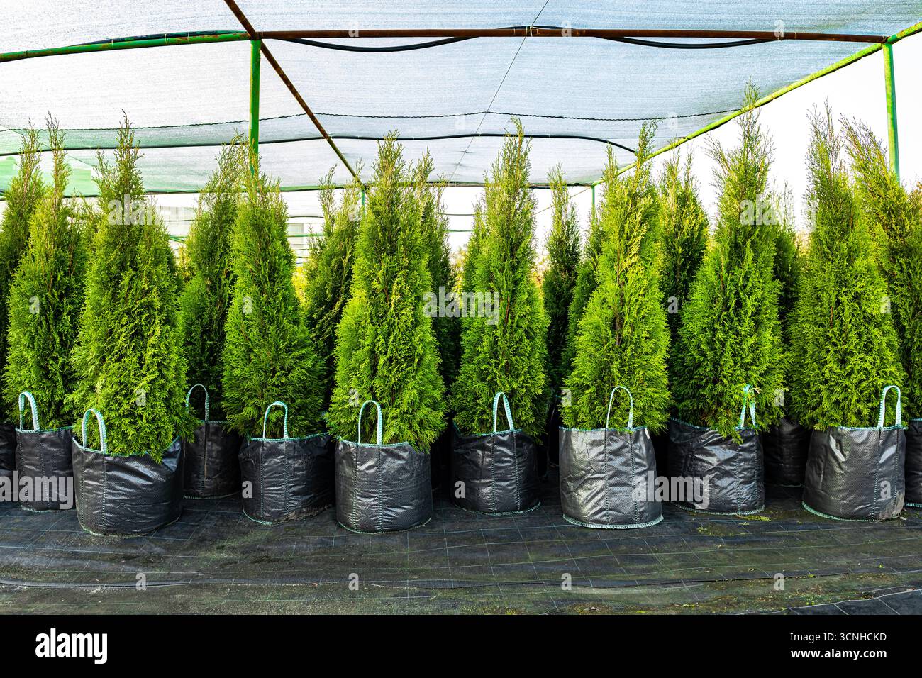 Thuja seedlings in a nursery plant, close-up. sale of thuja. planting ...