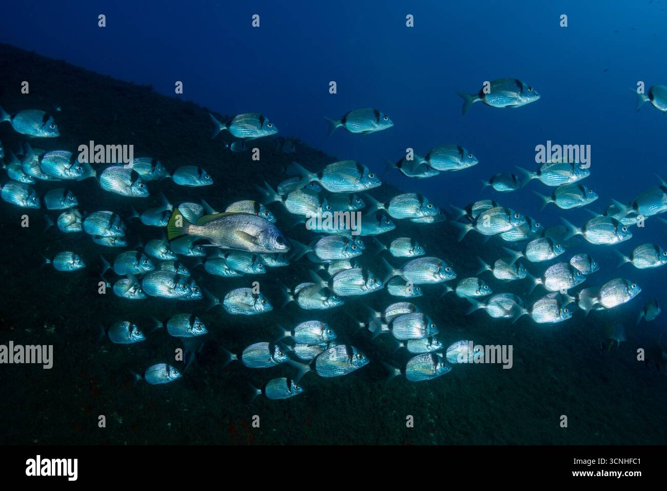 Escienids corballs hi-res stock photography and images - Alamy