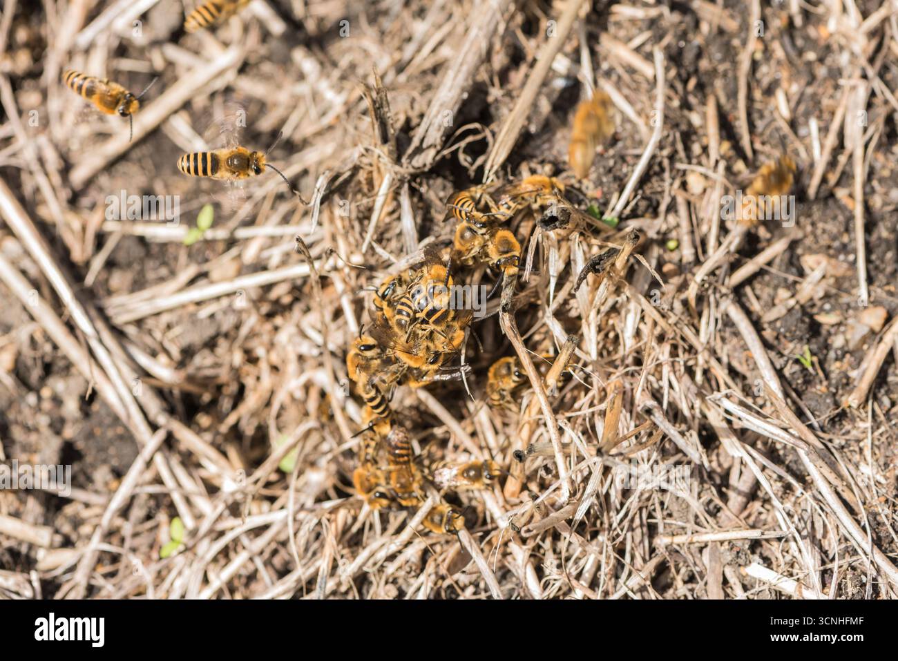 Mating "ball" of Ivy Bees (Colletes hederae) at a nesting site - Rye ...