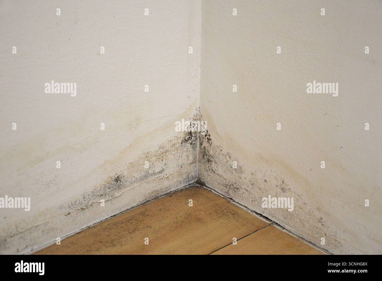 Mold on the wall. Moldy corner of the room Stock Photo - Alamy