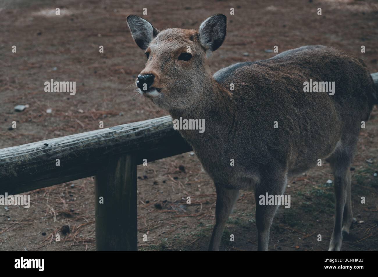 Serene close up deer hi-res stock photography and images - Alamy