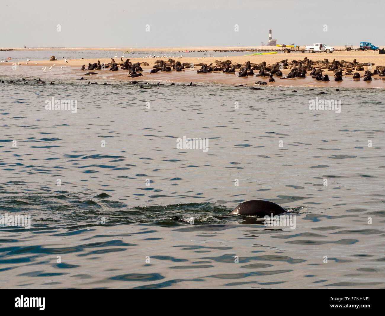 Pelican Point Lighthouse and Cape Fur Seal (Arctocephalus pusillus ...