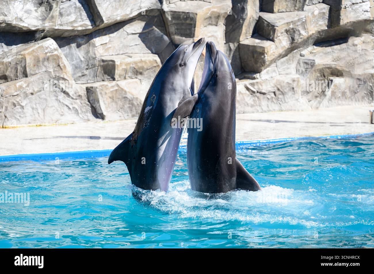 Two dolphins leap out of water and touch bodies in dance during ...