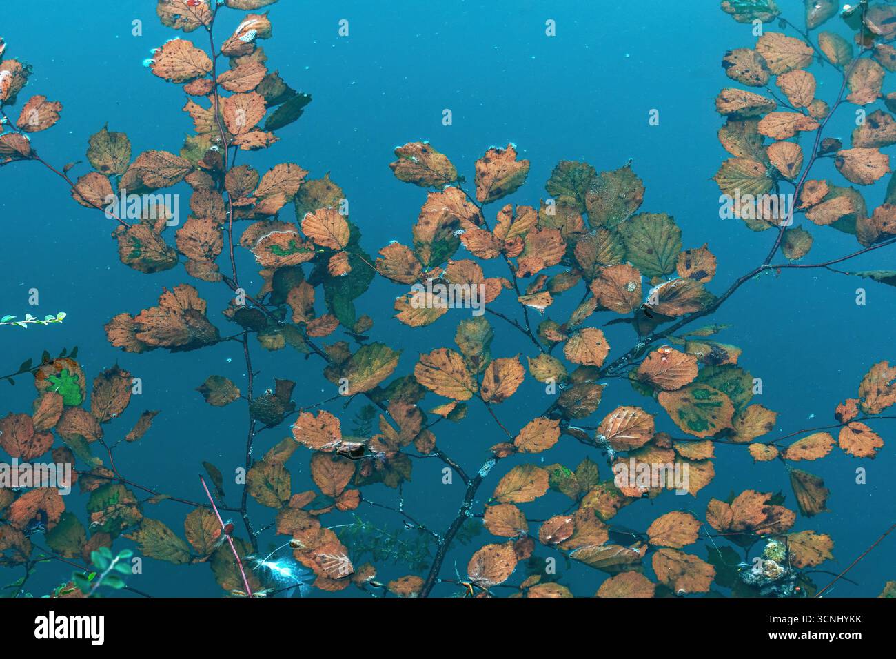 Tree branch with dry autumn leaves floating and rotting in still lake ...
