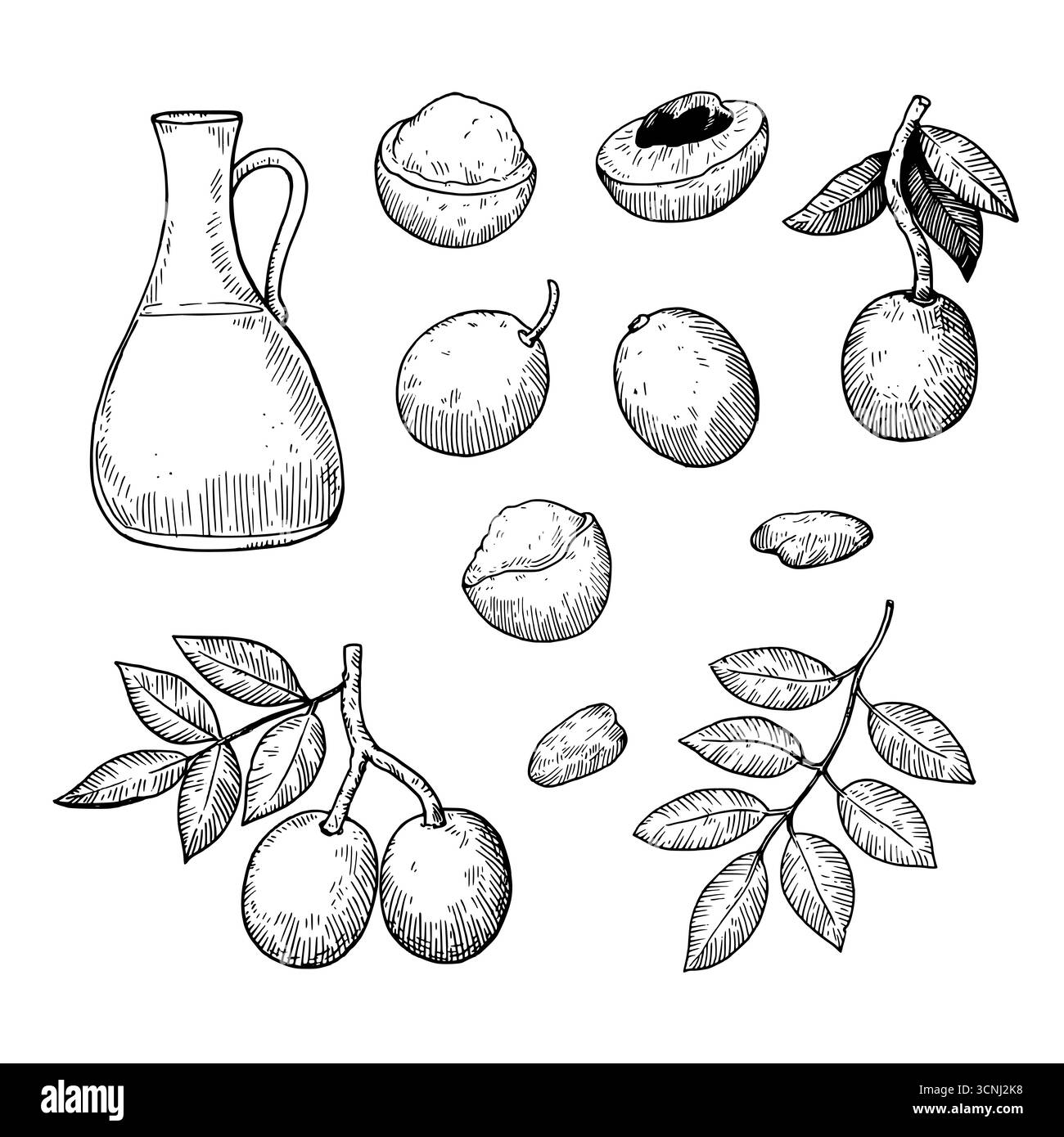 Marula , Sclerocarya birrea, black and white vector drawing of fruits ...