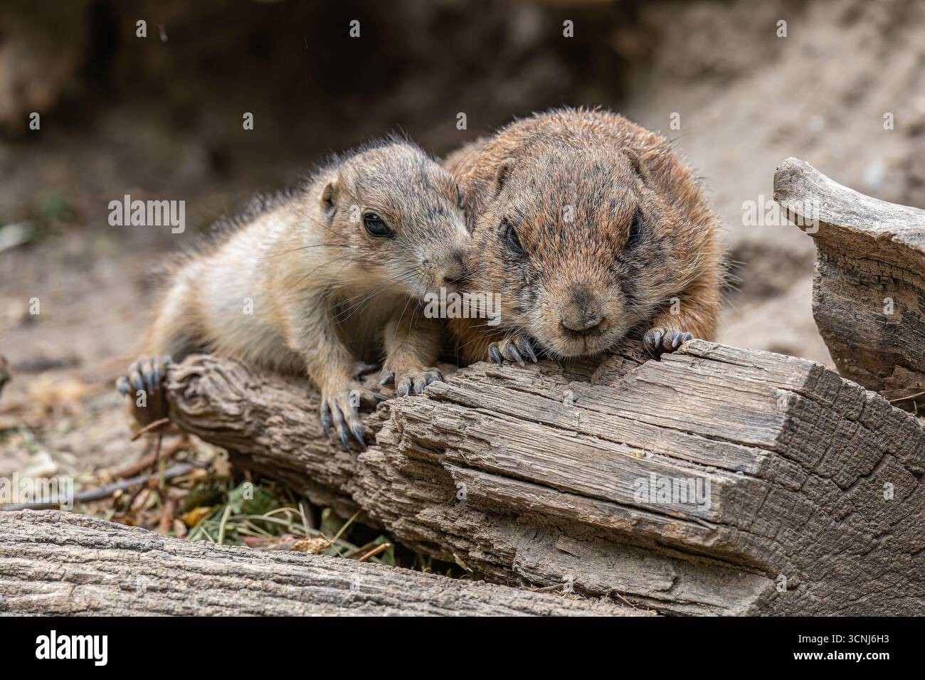 Black-tailed Prairie Dogs on the Prowl Stock Photo - Alamy