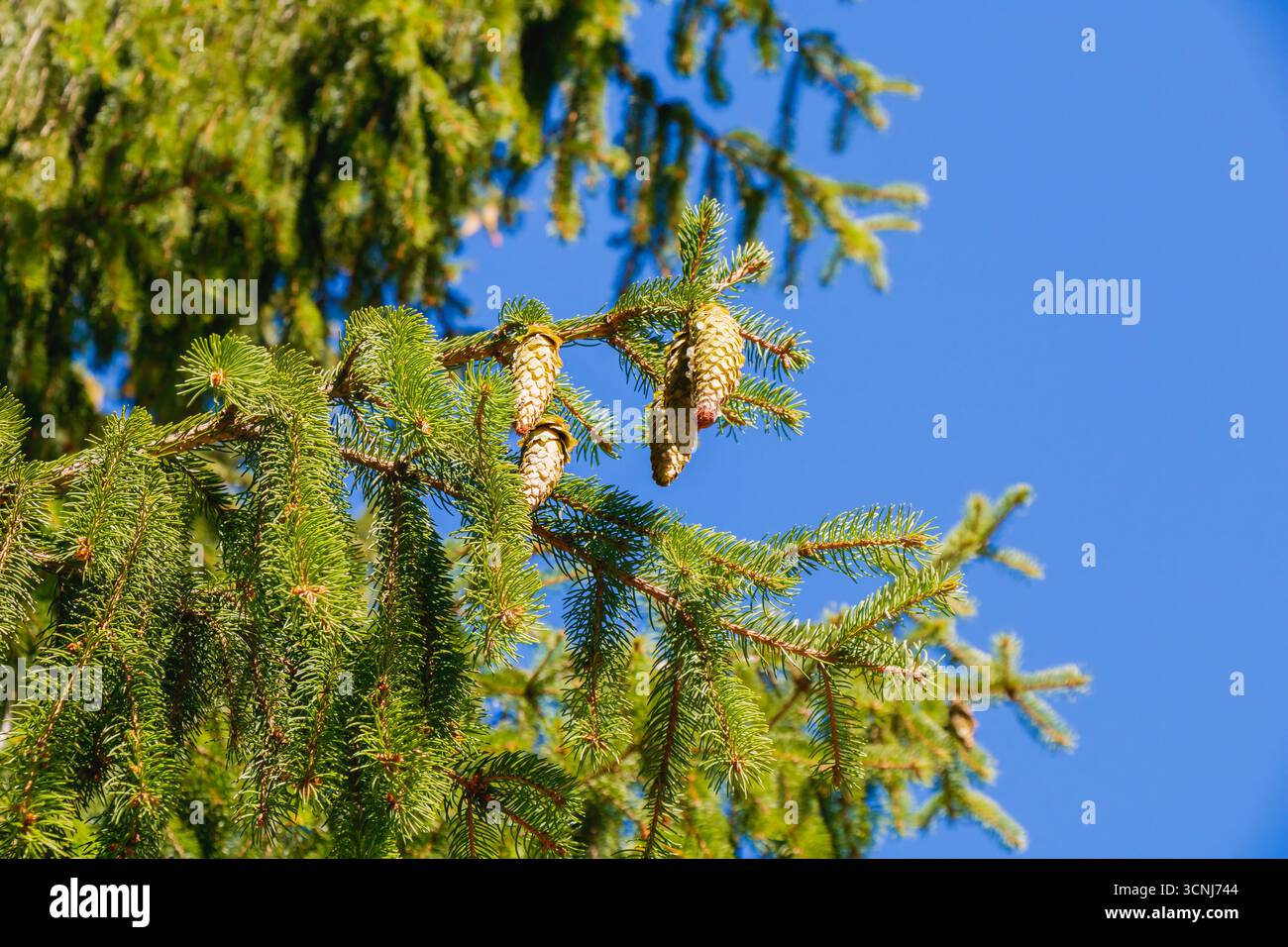 Spruce branches pine cones hi-res stock photography and images - Alamy