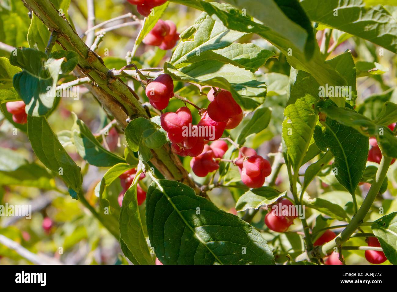Clusters of bright red spindle tree berries grow among green leaves on ...