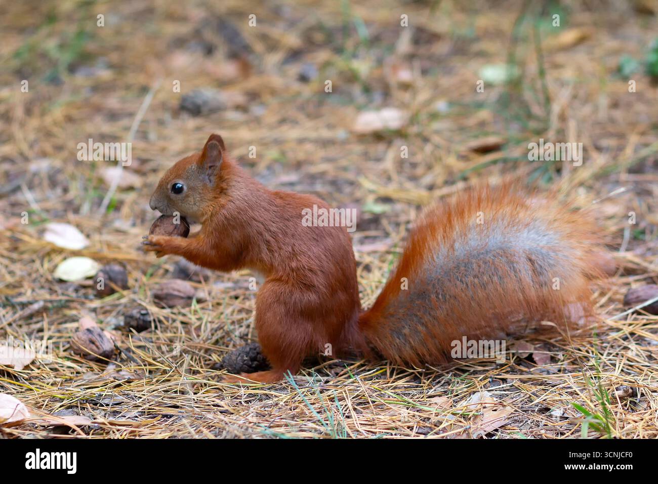 Cute red squirrel eating walnut. Animal Stock Photo - Alamy
