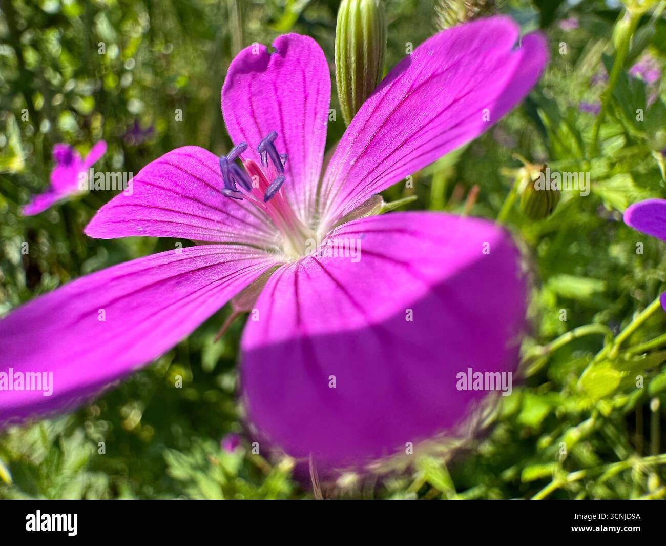 Geranium palustre is a perennial species of flowering plant belonging ...