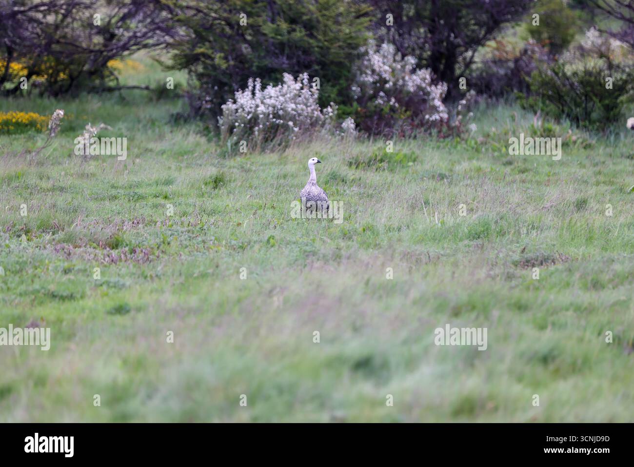 A family of upland geese (Chloephaga picta), with the distinctive white ...