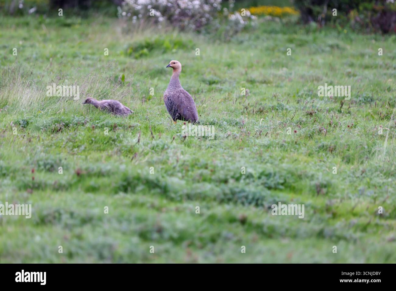 A family of upland geese (Chloephaga picta), with the distinctive white ...