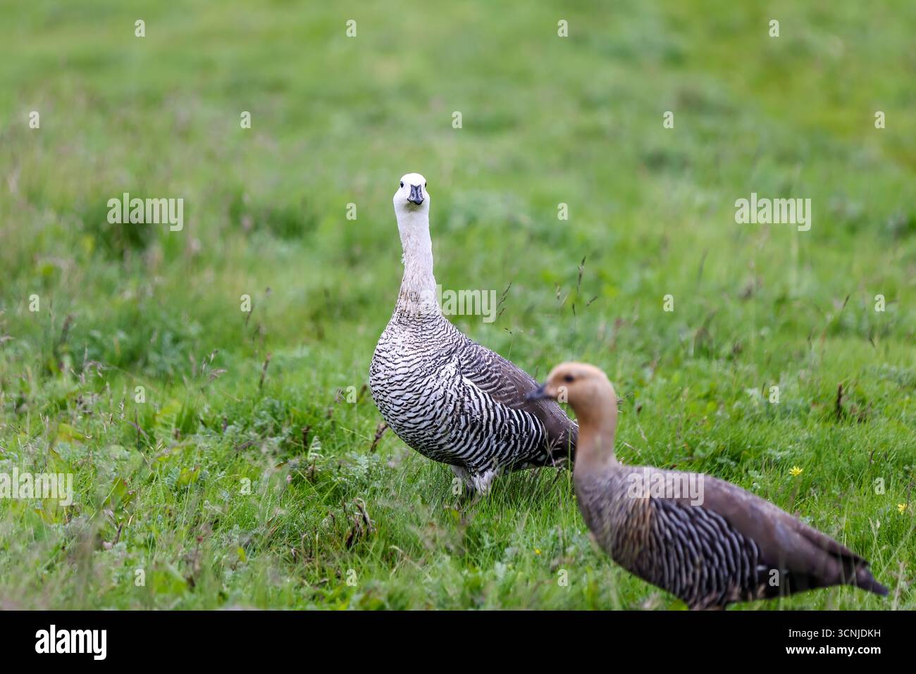 A family of upland geese (Chloephaga picta), with the distinctive white ...