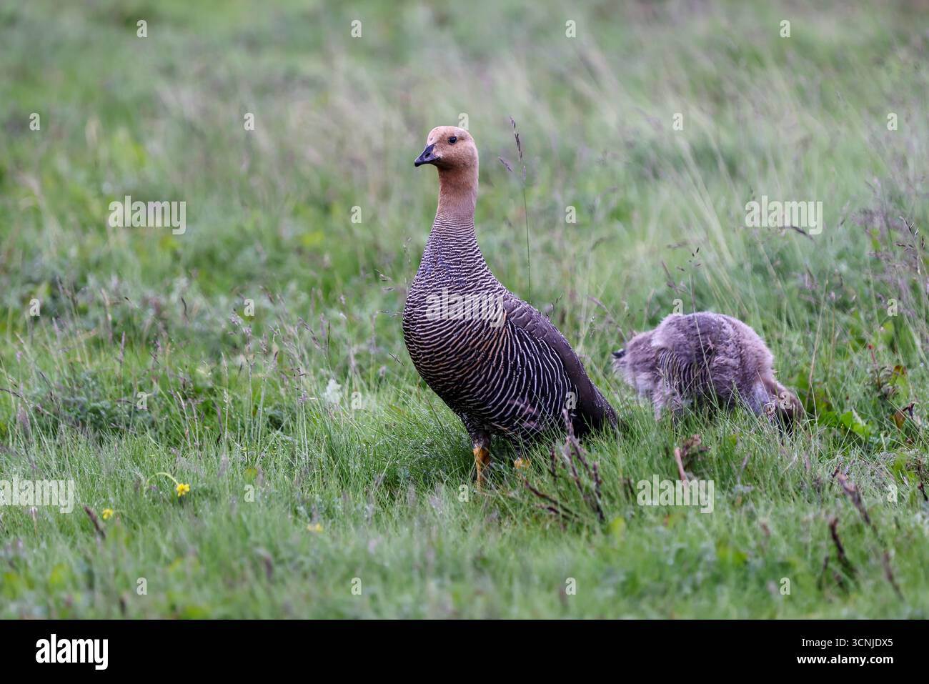 A family of upland geese (Chloephaga picta), with the distinctive white ...