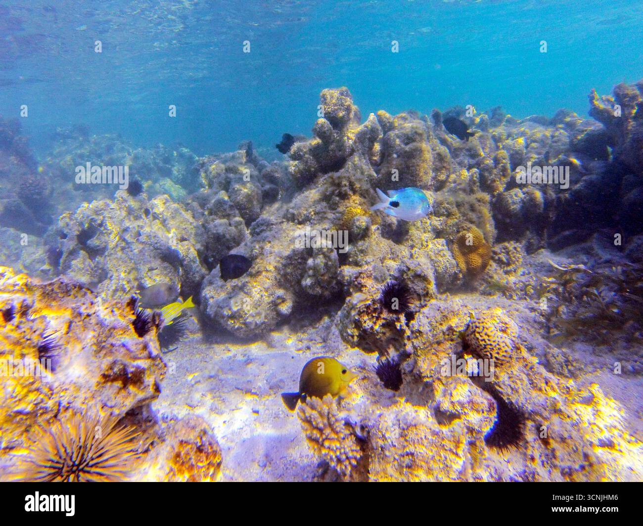 Coral fish underwater view hi-res stock photography and images - Alamy
