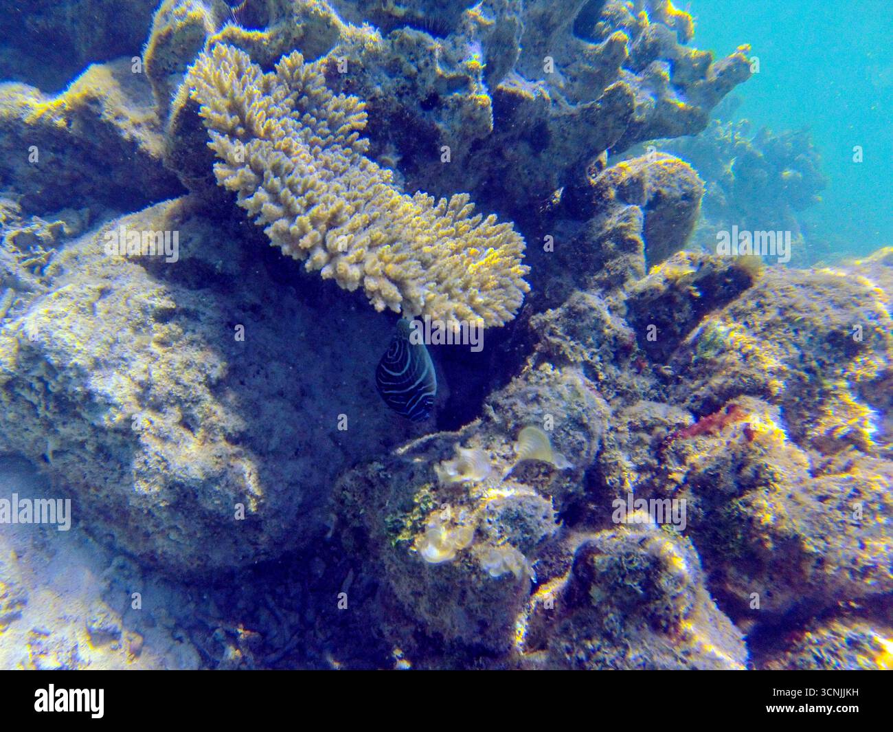 Coral fish underwater view hi-res stock photography and images - Alamy
