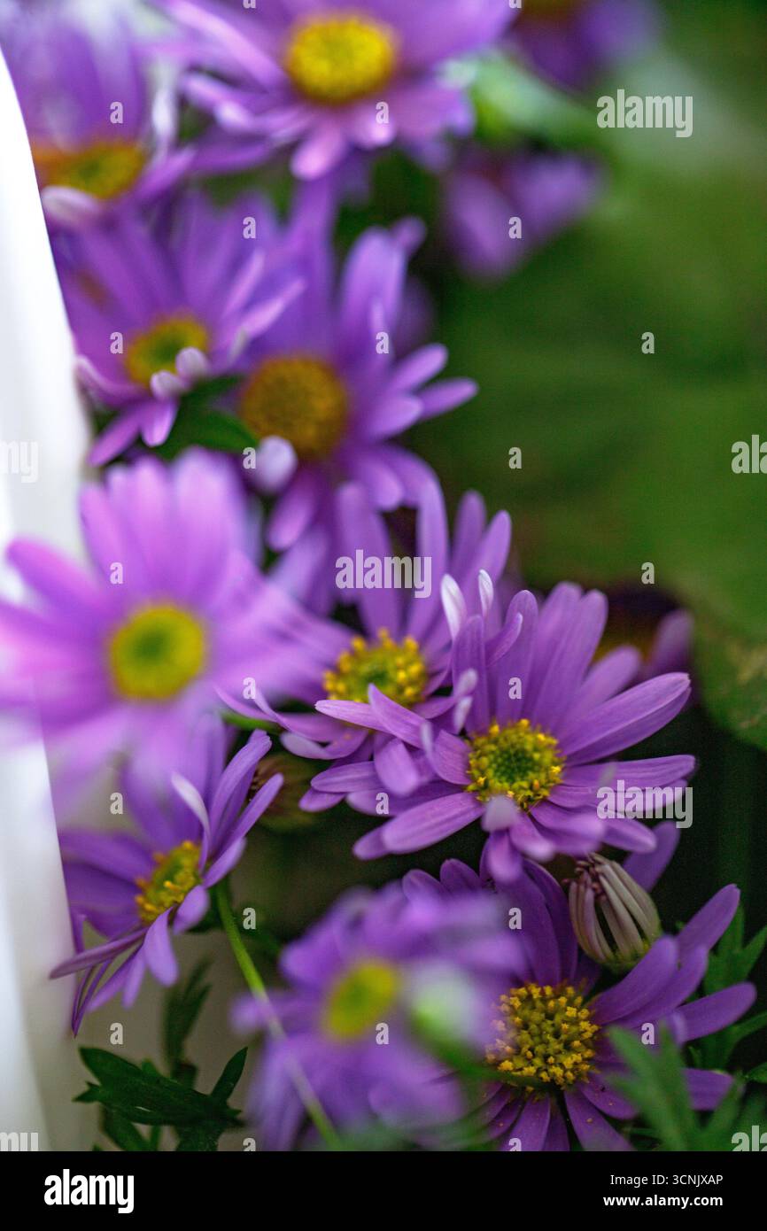 Vibrant purple flowers Brachyscome iberidifolia, Swan River daisy, Swan ...