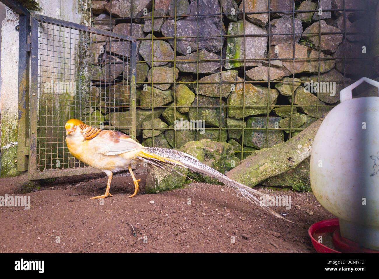 A close-up shot of a magnificent gold pheasant with its striking orange ...