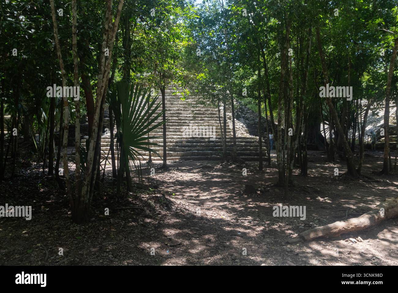 The stairs of an ancient mayan temple in middle of the jungle foliage ...