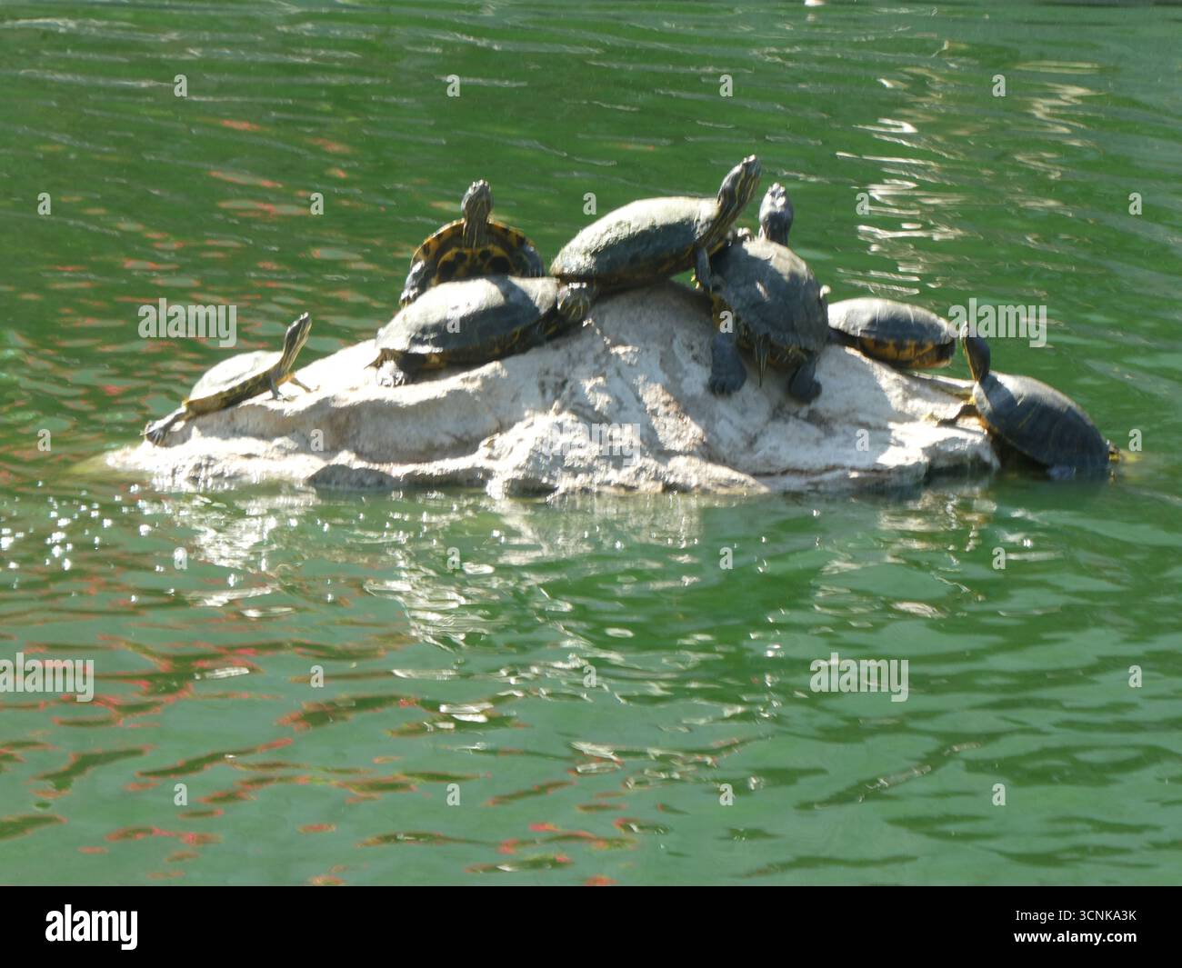 Los Angeles, California, USA 15th September 2025 Turtles basking on ...