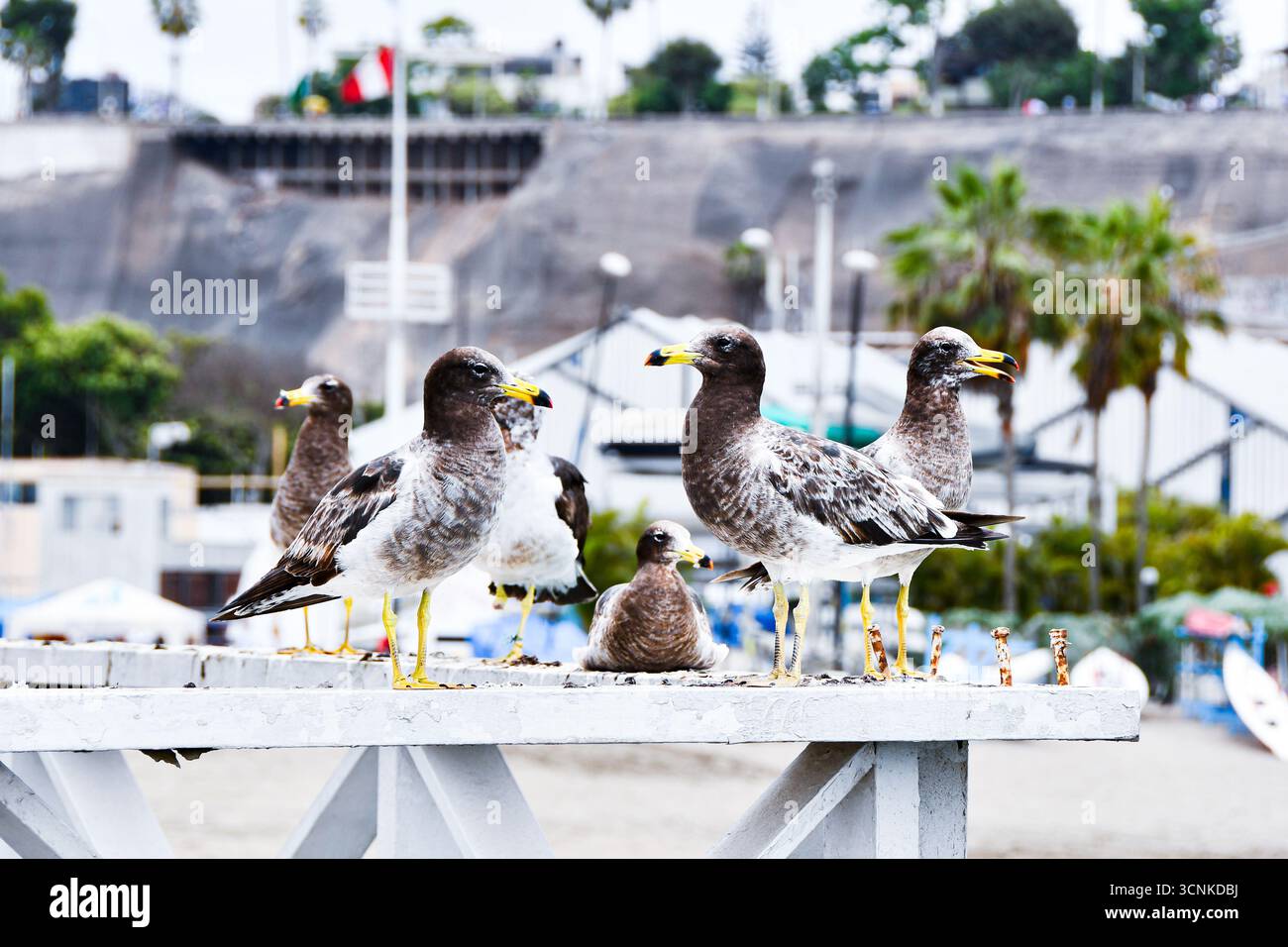 Grupo lima hi-res stock photography and images - Alamy