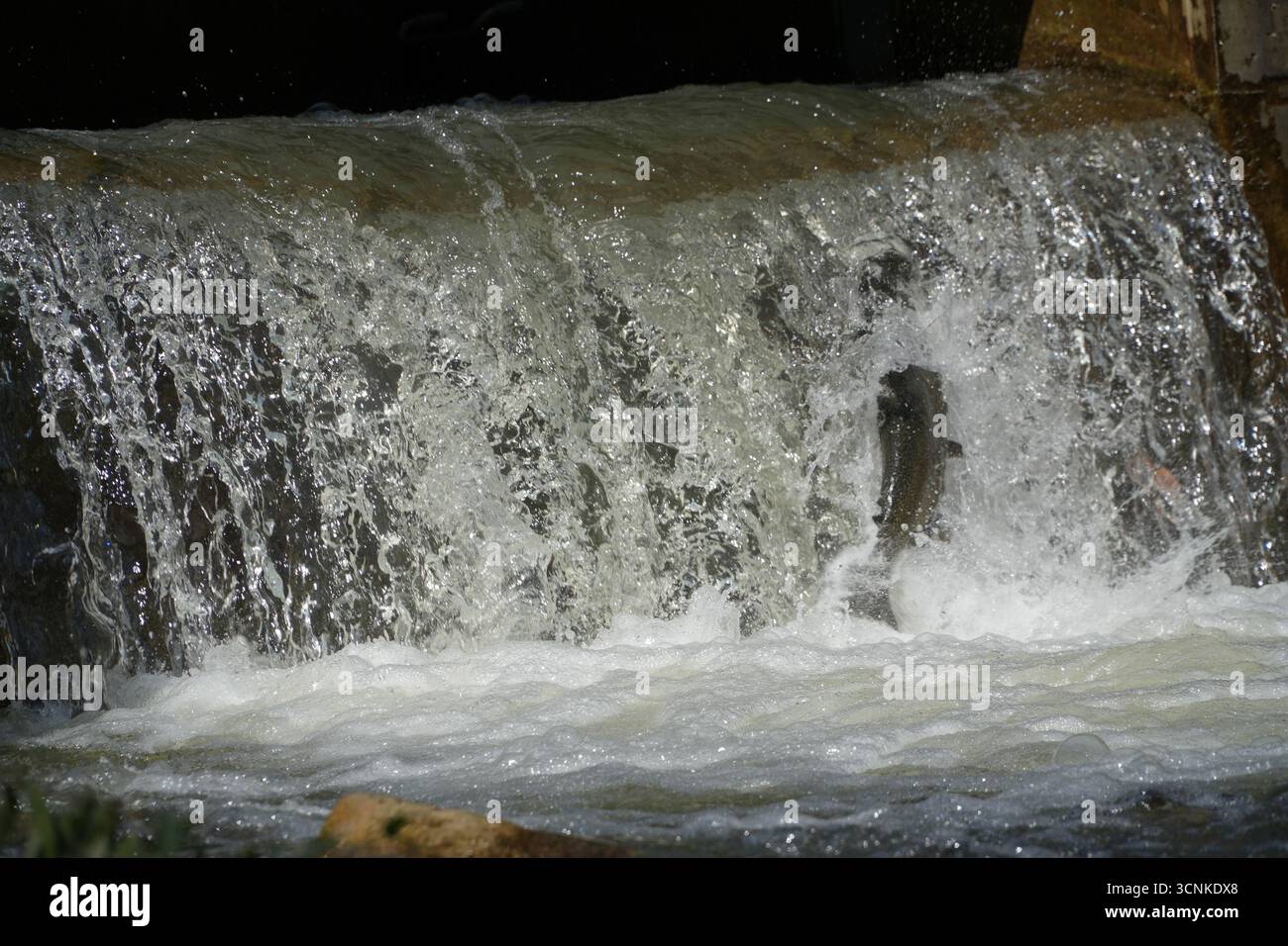 Salmon jumps upstream at Bowmanville Fish Ladder during annual ...