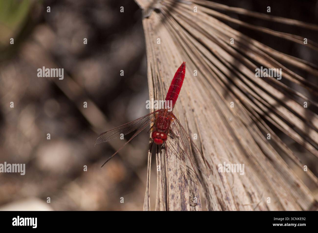 Alas de insectos de colores hi-res stock photography and images - Alamy