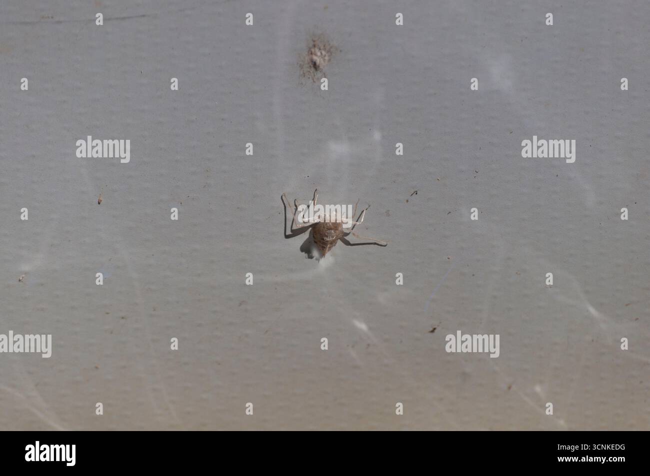 Insecto posado en rama hi-res stock photography and images - Alamy
