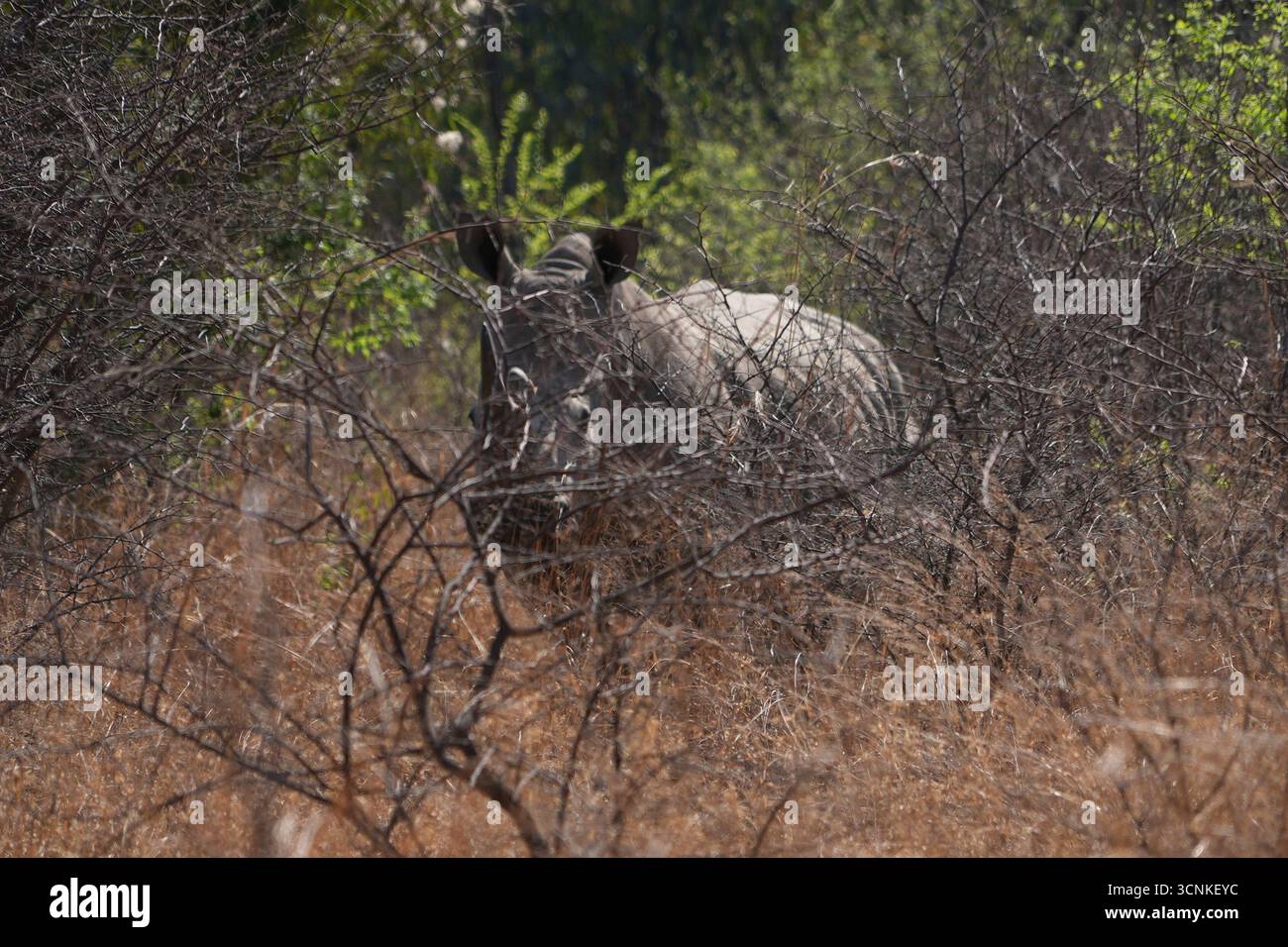 A rhino is seen at the Dinokeng Game Reserve near Hammanskraal, South ...